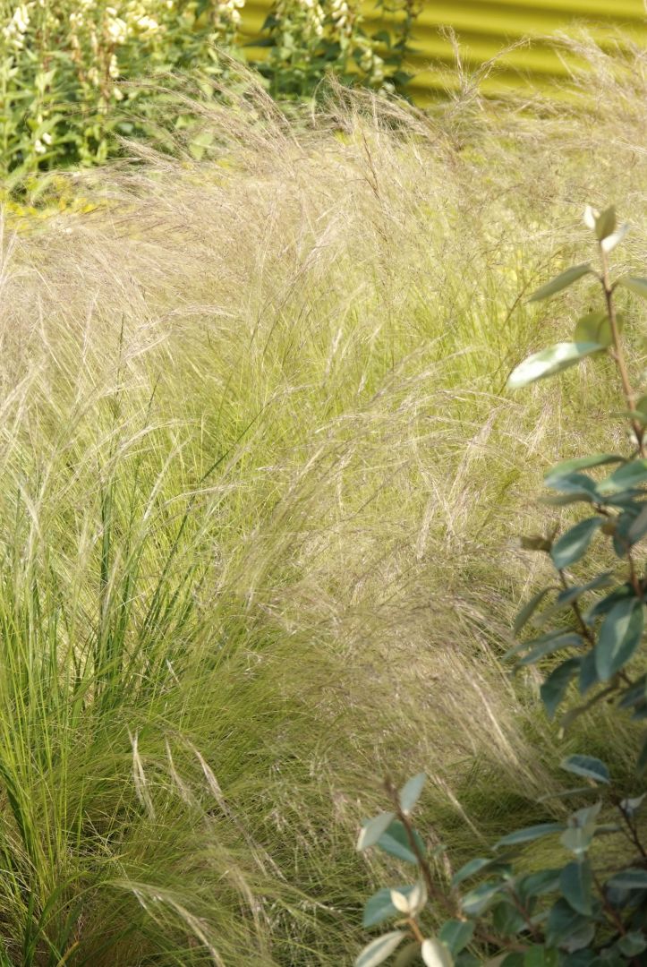 Stipa tenuissima 'Ponytails' - Vedergras | De Tuinen van Appeltern