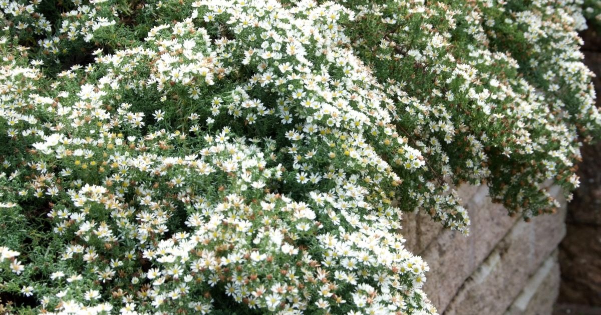 Aster ericoides 'Snowflurry' - Kruipende aster | De Tuinen van Appeltern