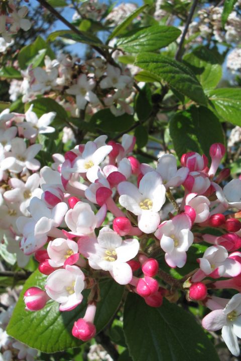 Viburnum burkwoodii 'Mohawk' - Sneeuwbal | De Tuinen van Appeltern