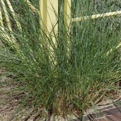 Ammophila arenaria - Helmgras | De Tuinen van Appeltern