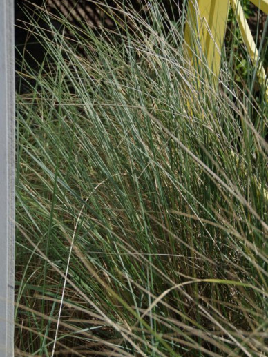 Ammophila arenaria - Helmgras | De Tuinen van Appeltern