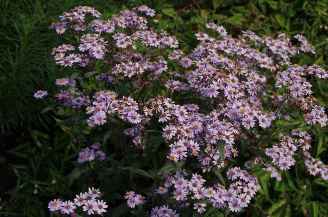 Aster ageratoides 'Harry Schmidt' - Herfstaster | De Tuinen van Appeltern