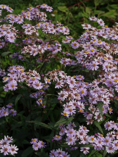 Aster ageratoides 'Harry Schmidt' - Herfstaster | De Tuinen van Appeltern