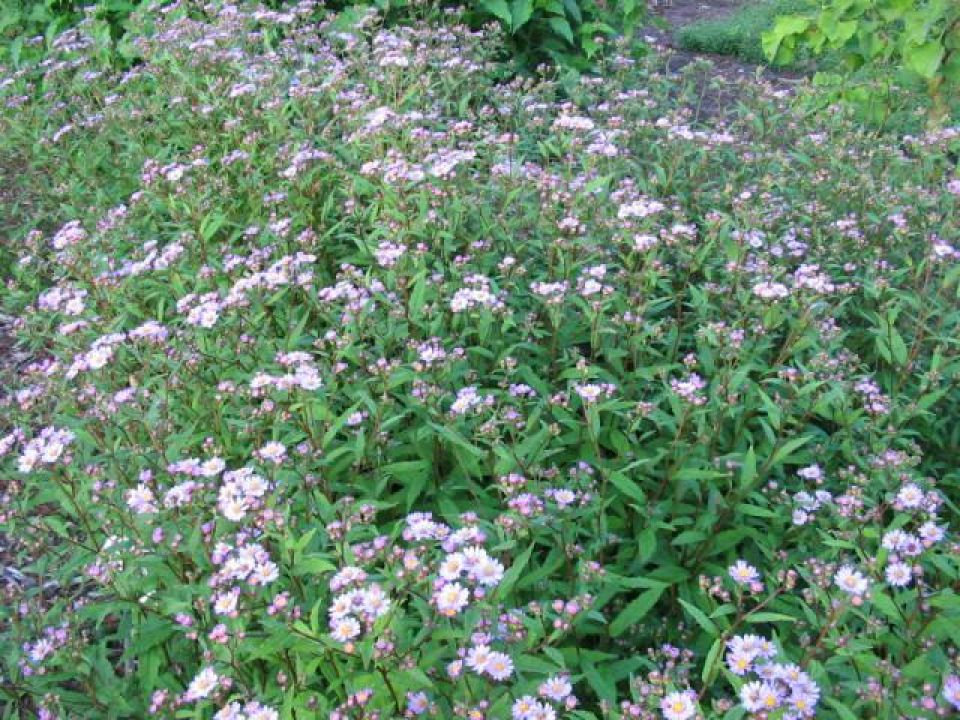 Aster ageratoides 'Harry Schmidt' - Herfstaster | De Tuinen van Appeltern
