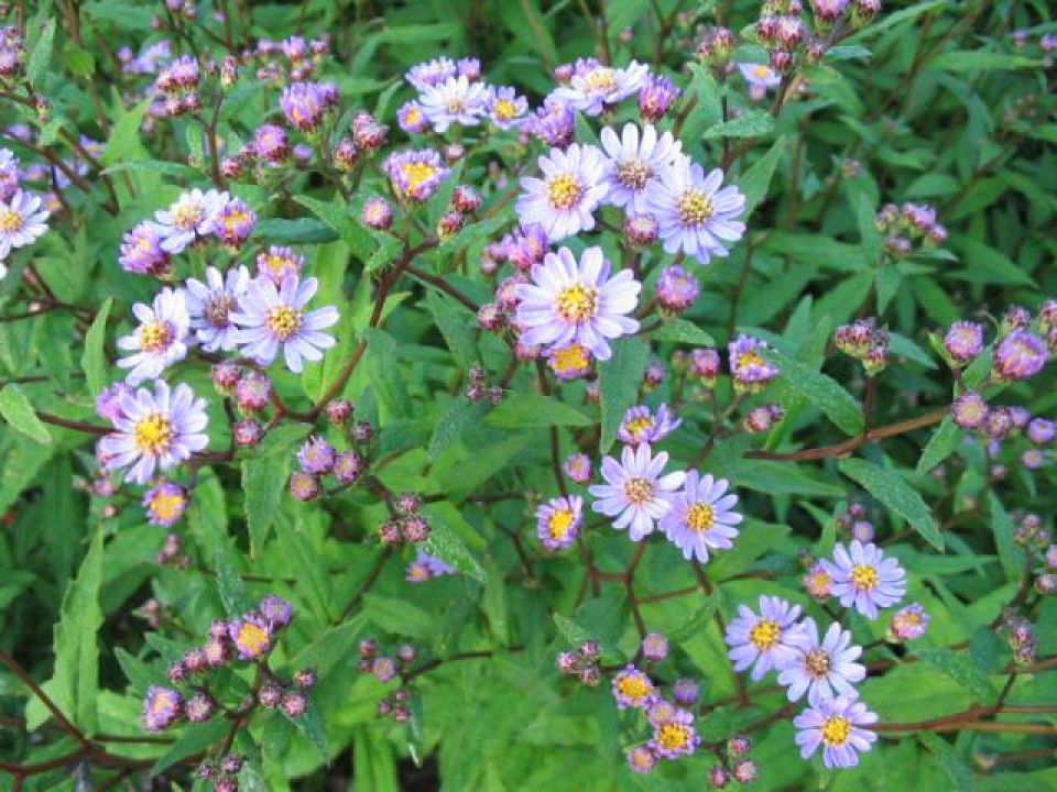 Aster ageratoides 'Harry Schmidt' - Herfstaster | De Tuinen van Appeltern