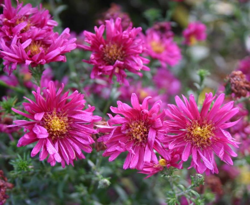 Aster novi-belgii 'Royal Ruby' - Herfstaster | De Tuinen van Appeltern