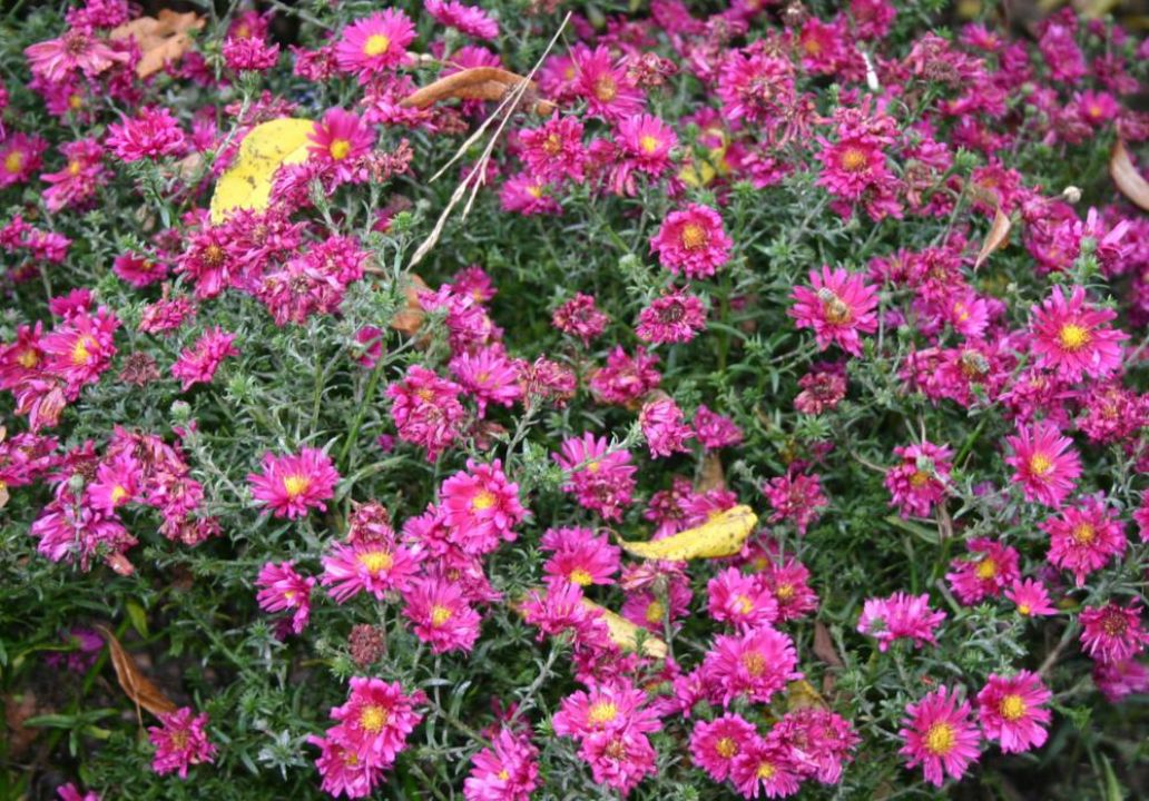 Aster novi-belgii 'Royal Ruby' - Herfstaster | De Tuinen van Appeltern