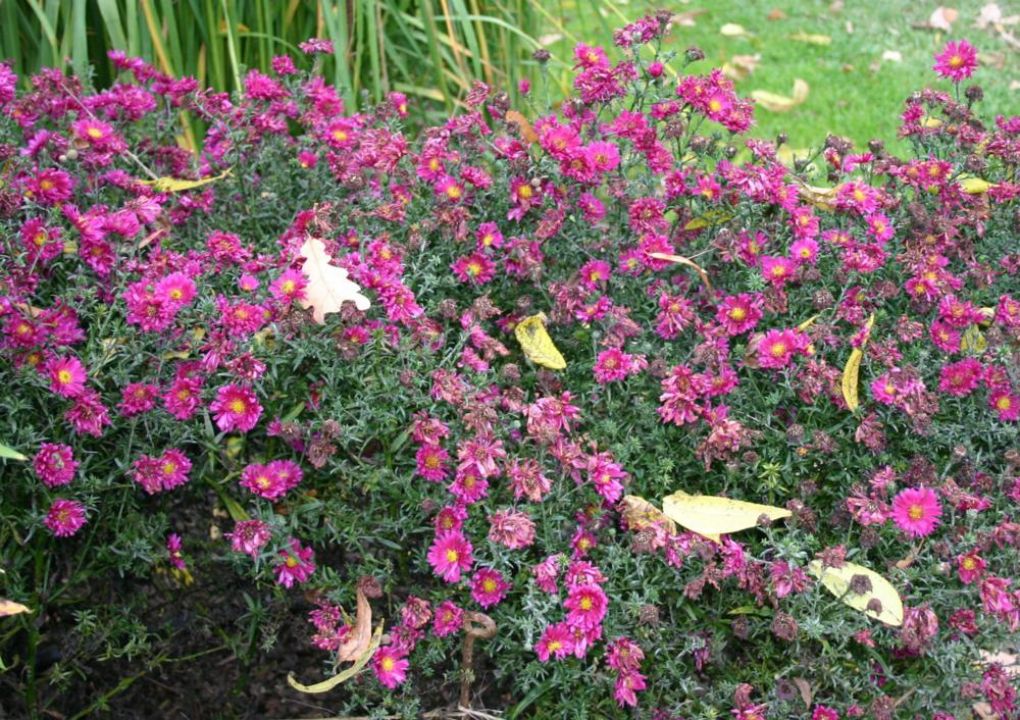 Aster novi-belgii 'Royal Ruby' - Herfstaster | De Tuinen van Appeltern