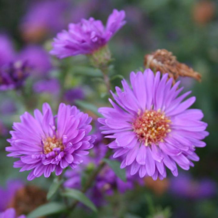 Aster novi-belgii 'Royal Velvet' - Herfstaster | De Tuinen van Appeltern