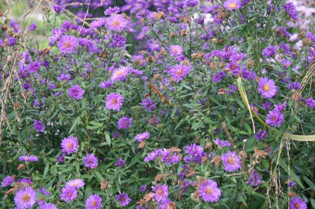 Aster novi-belgii 'Royal Velvet' - Herfstaster | De Tuinen van Appeltern