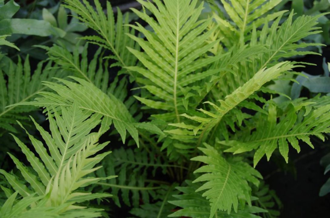 Blechnum gibbum - | De Tuinen van Appeltern