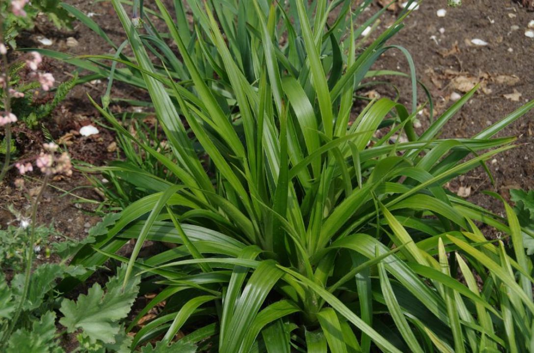 Carex plantaginea - Breedbladige zegge | De Tuinen van Appeltern