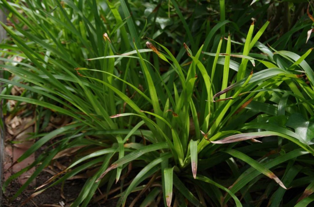 Carex plantaginea - Breedbladige zegge | De Tuinen van Appeltern
