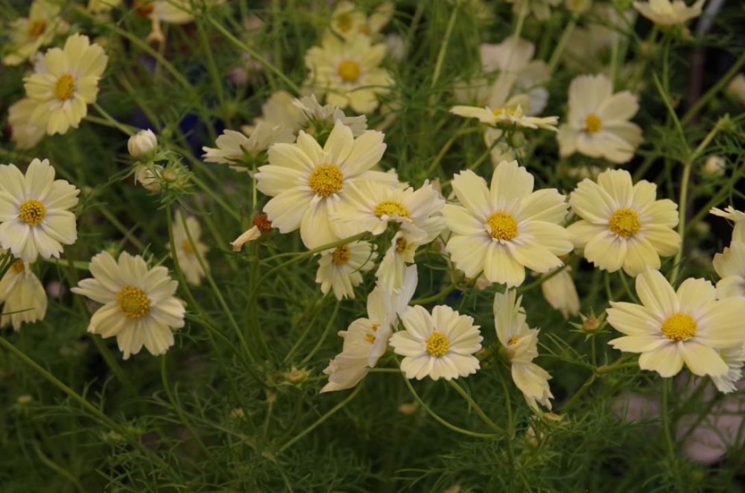 Cosmos bipinnatus 'Xanthos' - Cosmea | De Tuinen van Appeltern