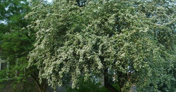 Crataegus laevigata 'Plena' - Meidoorn | De Tuinen van Appeltern