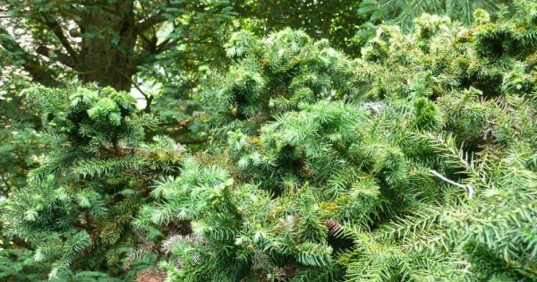 Cryptomeria japonica 'Kilmacurragh' - Japanse cypres | De Tuinen van ...