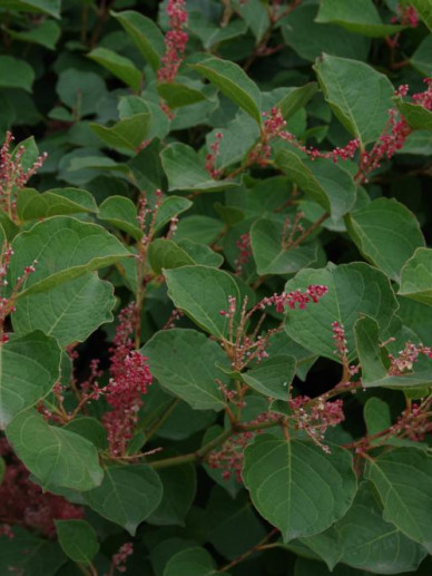 Fallopia japonica var. compacta - Japanse duizendknoop | De Tuinen van ...