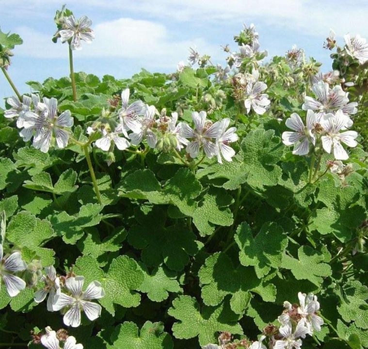 Geranium renardii - Ooievaarsbek | De Tuinen van Appeltern