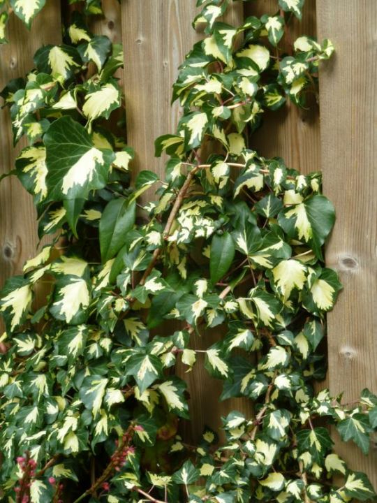 Hedera helix 'Goldheart' - Bonte klimop | De Tuinen van Appeltern