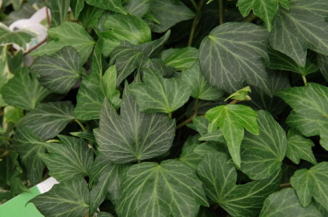 Hedera helix 'Green Ripple' - Klimop | De Tuinen van Appeltern