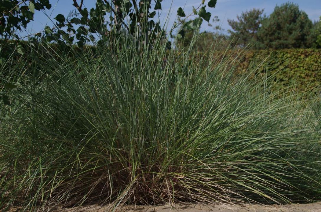 Helictotrichon sempervirens - Sierhaver , Blauwstraalhaver , Zachte ...