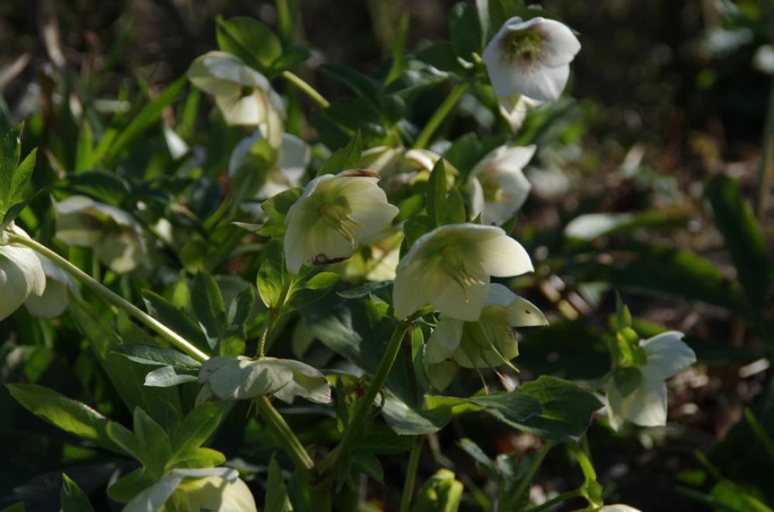 Helleborus orientalis 'White Lady' - Kerstroos | De Tuinen van Appeltern
