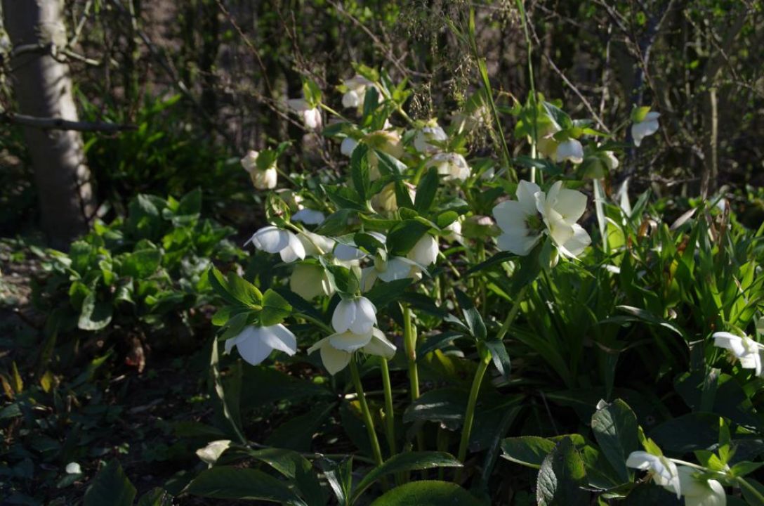Helleborus orientalis 'White Lady' - Kerstroos | De Tuinen van Appeltern