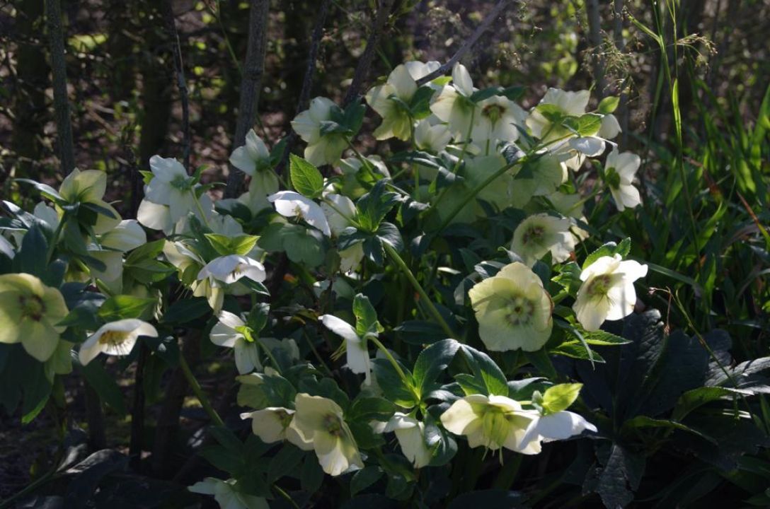 Helleborus orientalis 'White Lady' - Kerstroos | De Tuinen van Appeltern