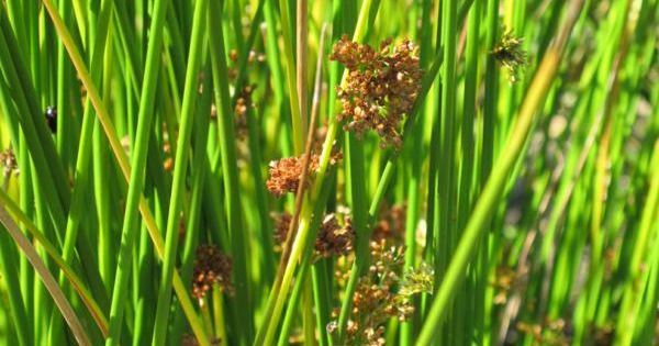 Juncus effusus - Pitrus | De Tuinen van Appeltern