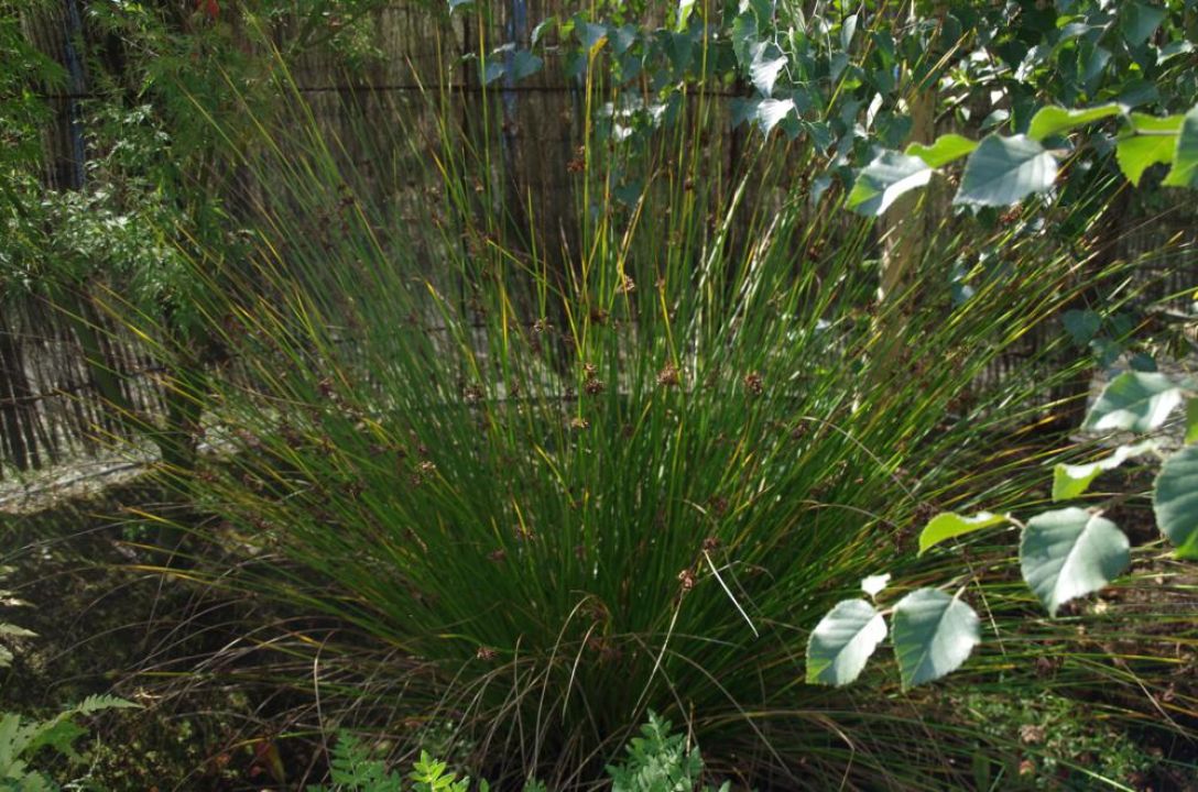 Juncus effusus - Pitrus | De Tuinen van Appeltern