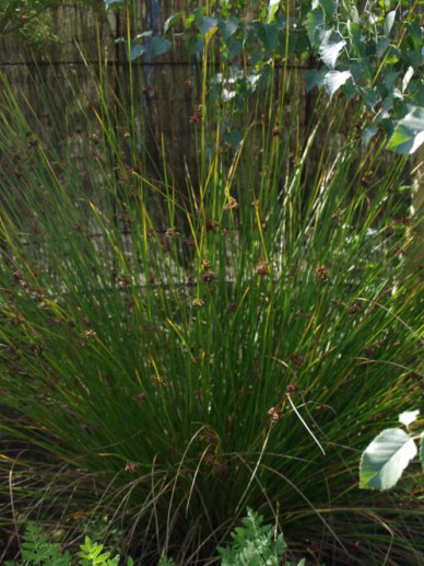 Juncus effusus - Pitrus | De Tuinen van Appeltern