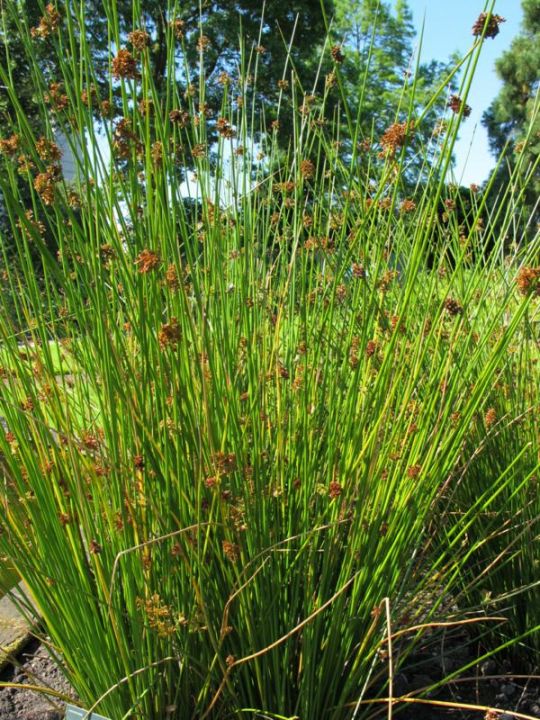 Juncus effusus - Pitrus | De Tuinen van Appeltern