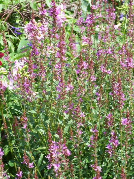 Lythrum 'Dropmore Purple' - Kattestaart | De Tuinen van Appeltern