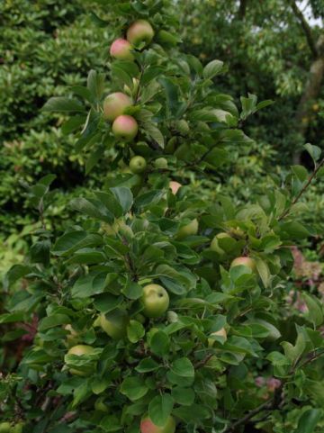 Boomhut Tuin | De Tuinen van Appeltern