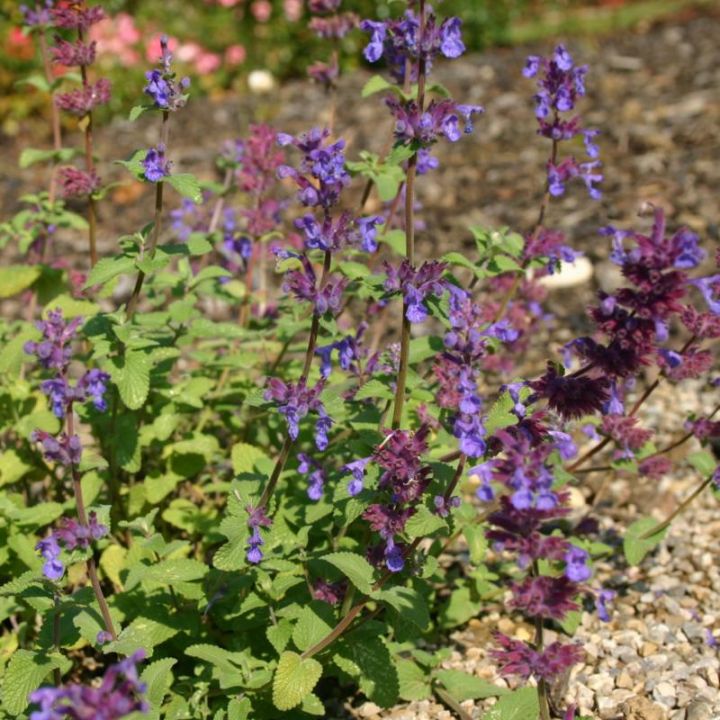 Nepeta racemosa 'Grog' - Kattekruid | De Tuinen van Appeltern