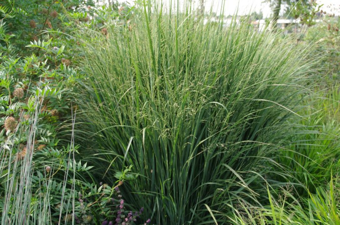 Panicum virgatum 'Northwind' - Vingergras | De Tuinen van Appeltern
