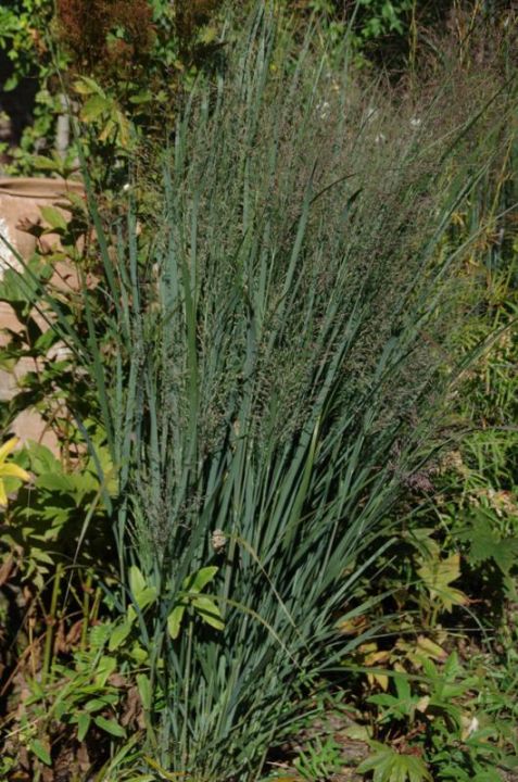 Panicum virgatum 'Northwind' - Vingergras | De Tuinen van Appeltern