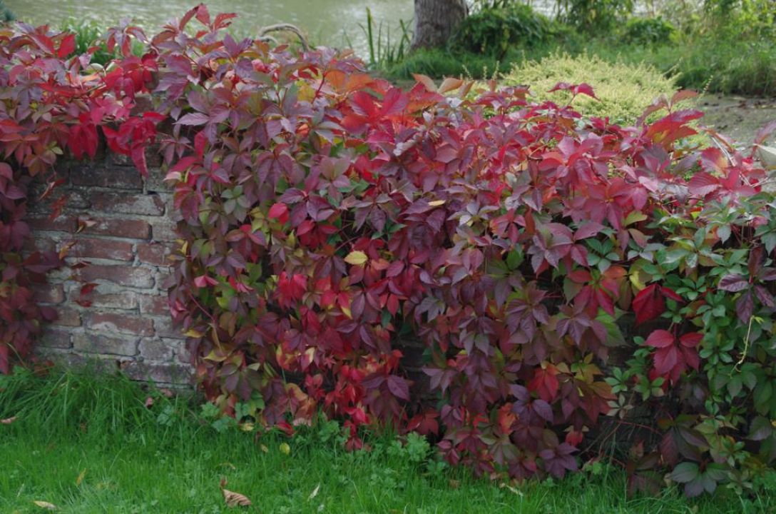 Parthenocissus quinquefolia - Wilde wingerd | De Tuinen van Appeltern