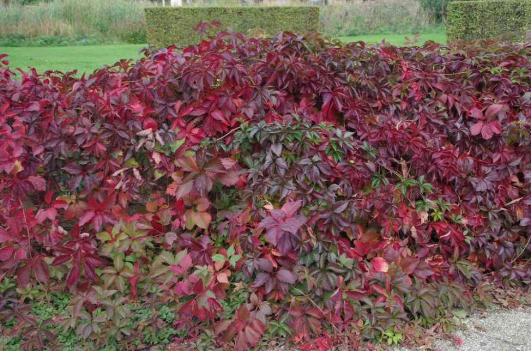 Parthenocissus quinquefolia - Wilde wingerd | De Tuinen van Appeltern