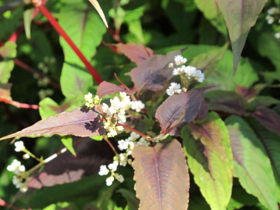 Persicaria microcephala 'Red Dragon' - Duizendknoop | De Tuinen van ...