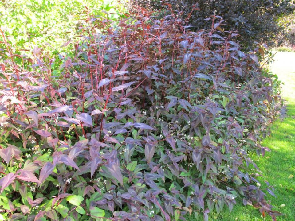 Persicaria microcephala 'Red Dragon' - Duizendknoop | De Tuinen van ...
