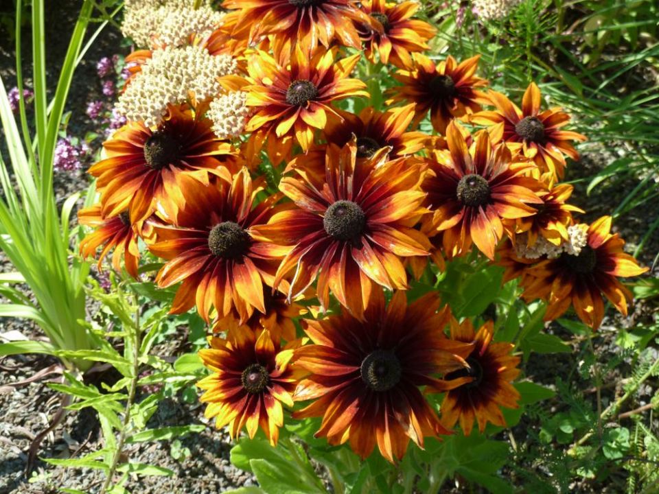 Rudbeckia 'Summerina Orange' (='ET RDB 01') - | De Tuinen van Appeltern