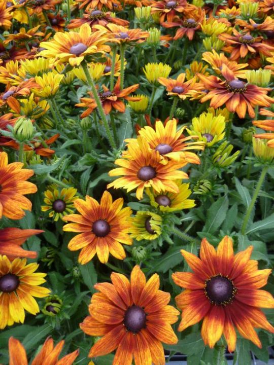 Rudbeckia 'Summerina Orange' (='ET RDB 01') - | De Tuinen van Appeltern
