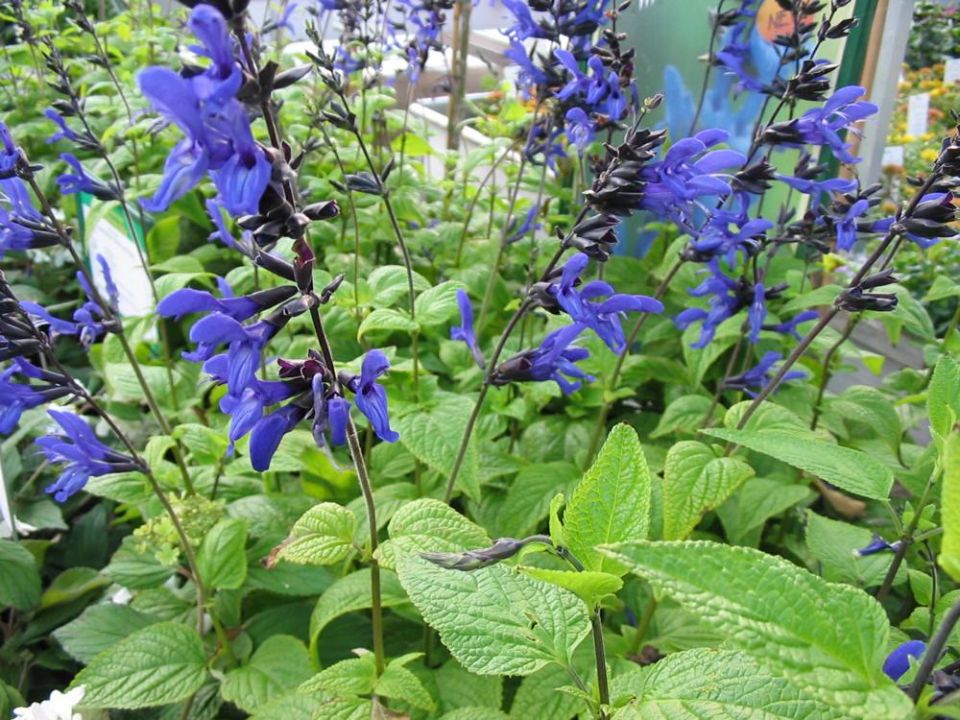 Salvia guaranitica 'Black and Blue' - | De Tuinen van Appeltern