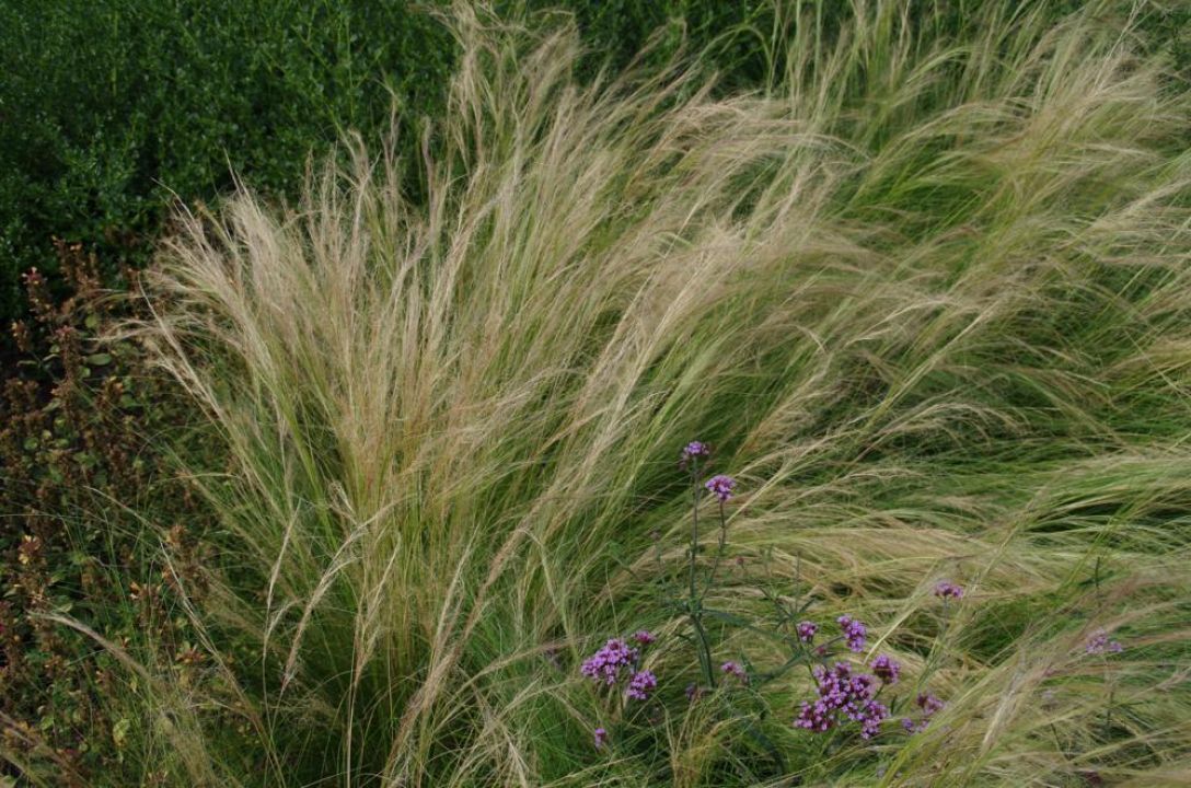 Stipa tenuifolia - Vedergras | De Tuinen van Appeltern