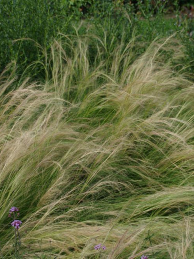 Stipa tenuifolia - Vedergras | De Tuinen van Appeltern