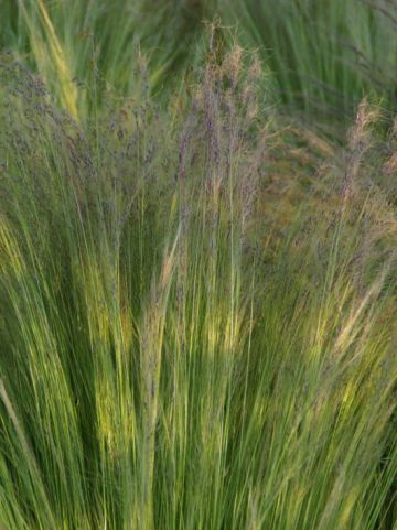 Grassenborder | De Tuinen van Appeltern