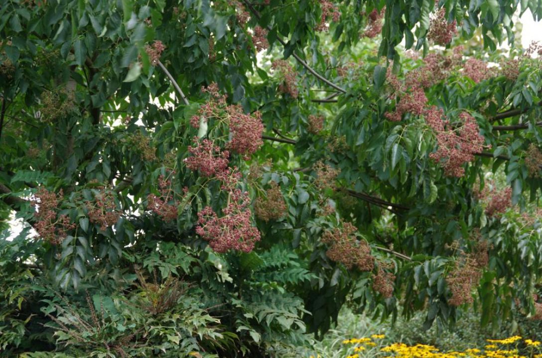 Tetradium daniellii hupehensis - Bijenboom | De Tuinen van Appeltern
