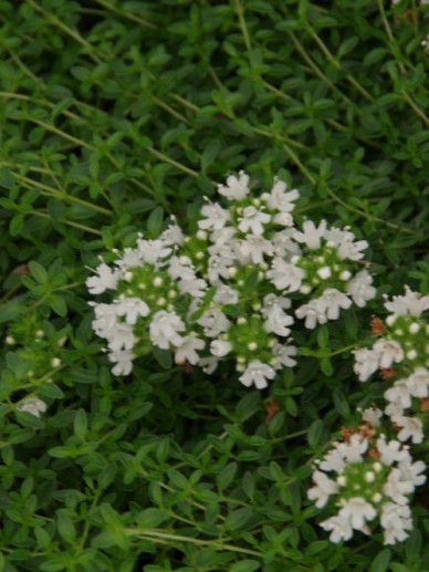 Thymus praecox 'Albiflorus' - Kruiptijm | De Tuinen van Appeltern