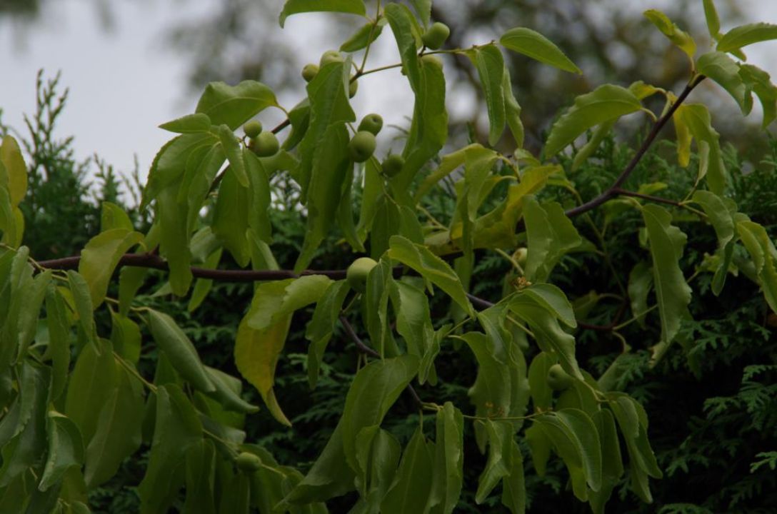 Ziziphus jujuba - Chinese dadelboom | De Tuinen van Appeltern